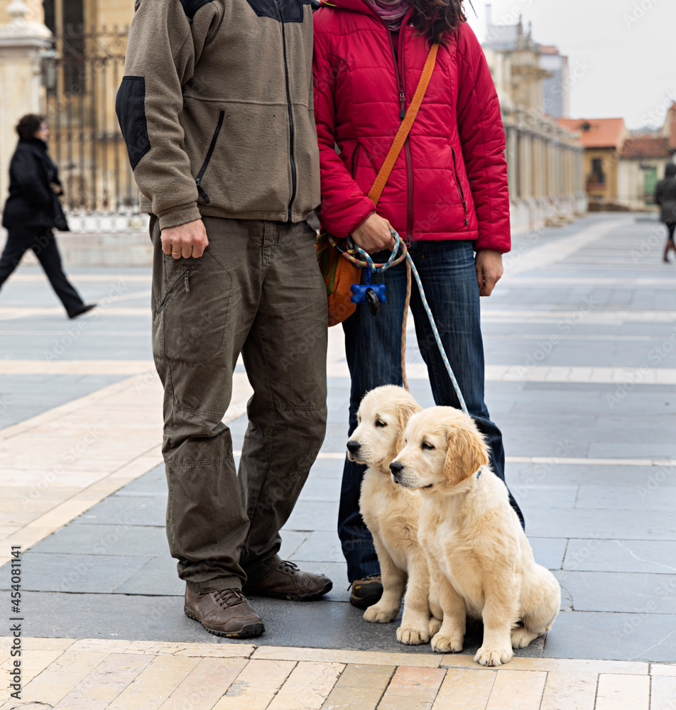 Pareja con dos cachorros de perros Golden Retriever. Stock Photo ...
