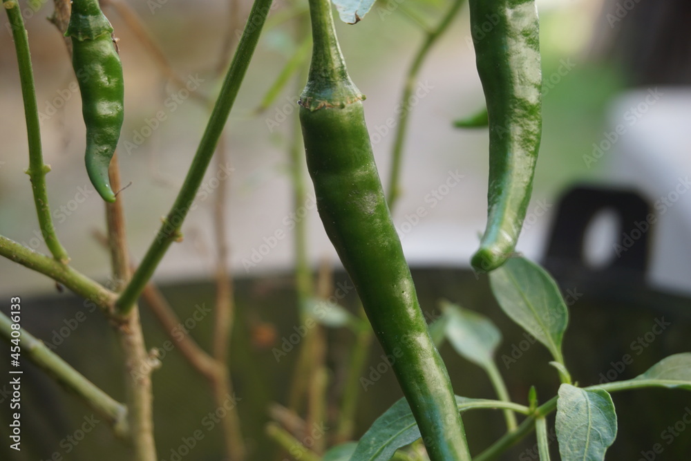Young green chilly with a natural background. This is one of species of ...