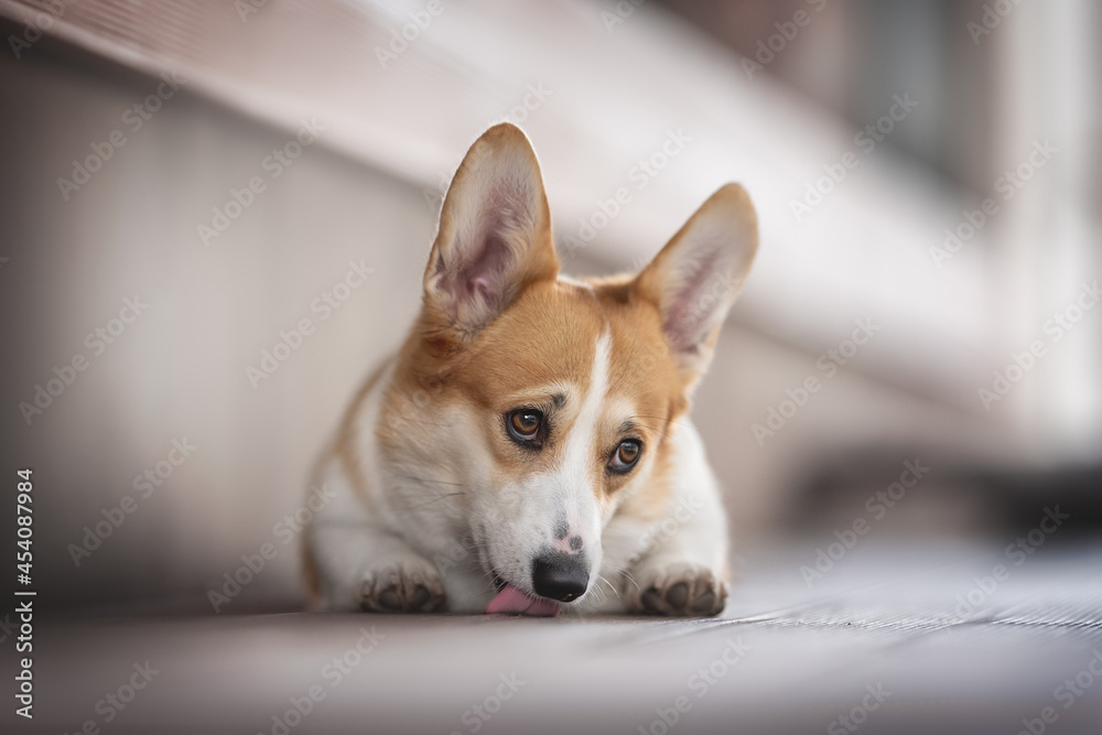 Corgis With Eyebrows