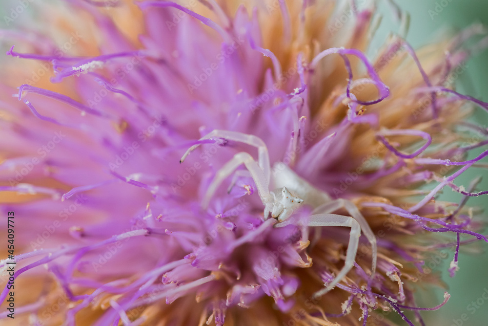 White Humped Crab Spider, Thomisus onustu, on Maltese Rock-Centaury ...