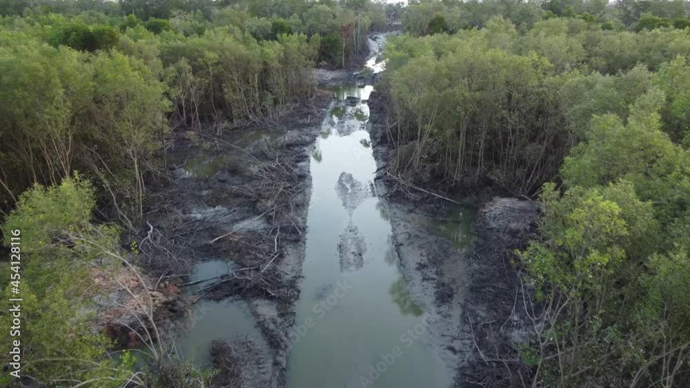 Mangrove tree is cut down for development Stock Video | Adobe Stock