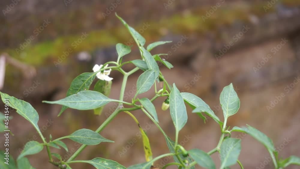 Young green chilly leaves with a natural background. This is one of ...