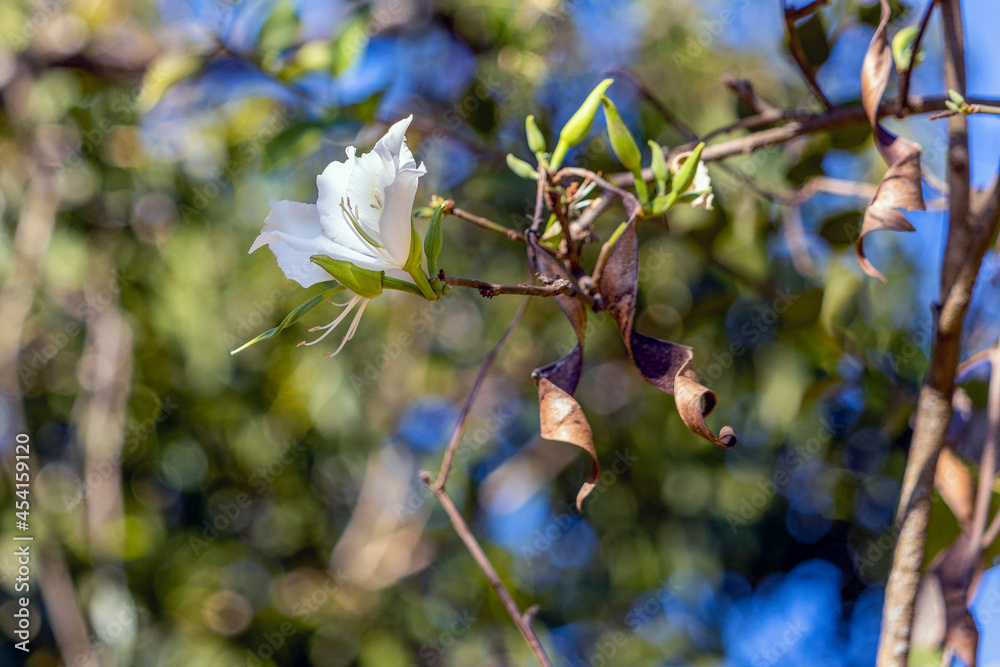The white flower of Bauhinia forficata as known as the Brazilian orchid ...