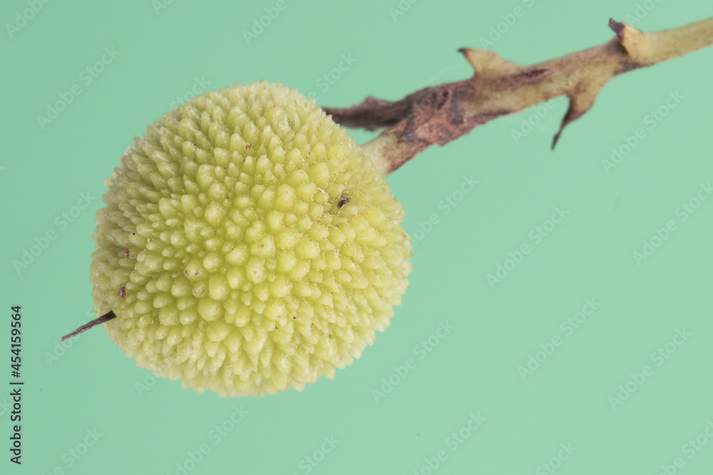 Arbutus unedo madrone fruit of the strawberry tree still green hanging ...