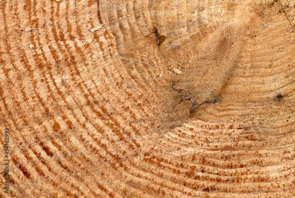 Pine wood texture Stock Photo | Adobe Stock
