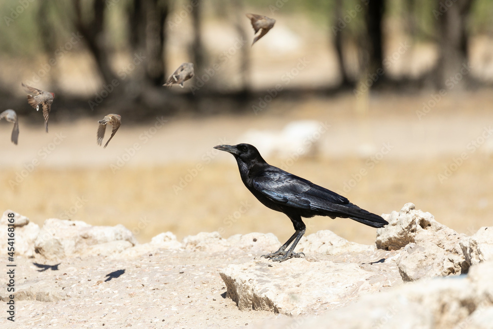 Foto de Cape Crow or Black Crow (Corvus capensis) Kalahari, Black Black ...