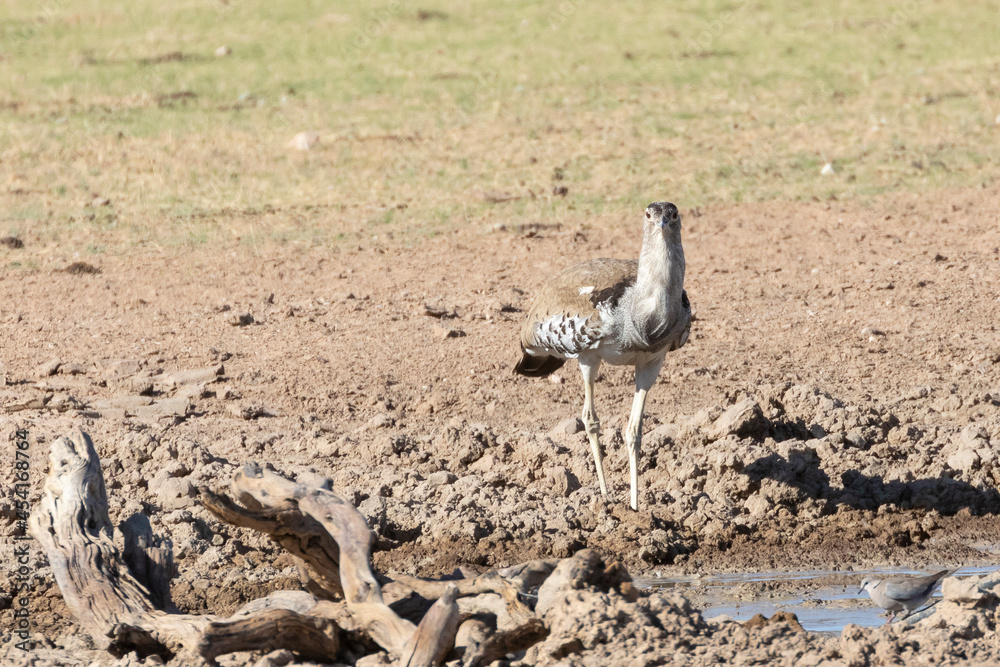 Kori Bustard (Ardeotis kori) listed as a Near Threatened species due to ...