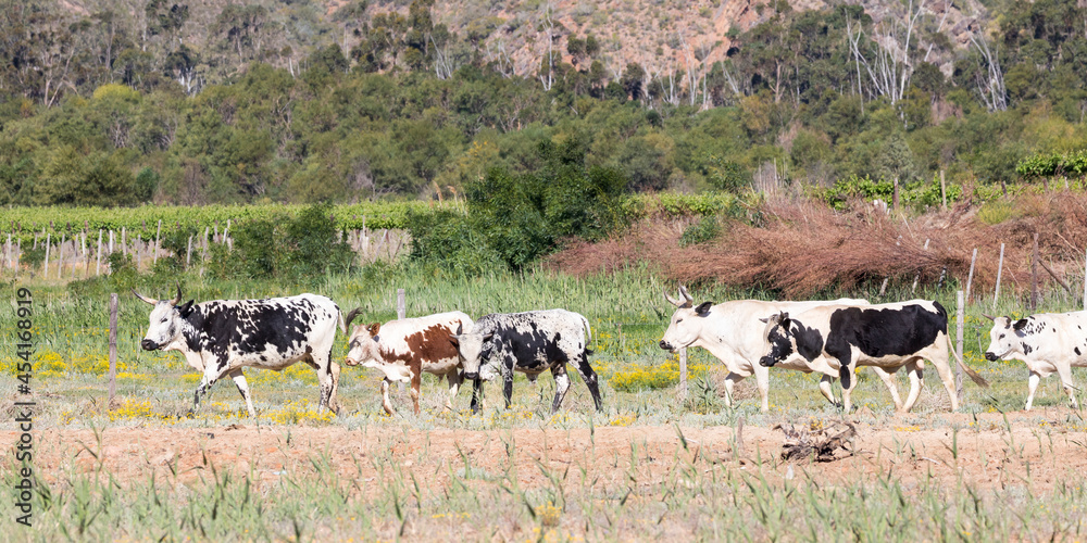 Herd of South African Nguni beef cattle, a hardy indigenous hybrid ...