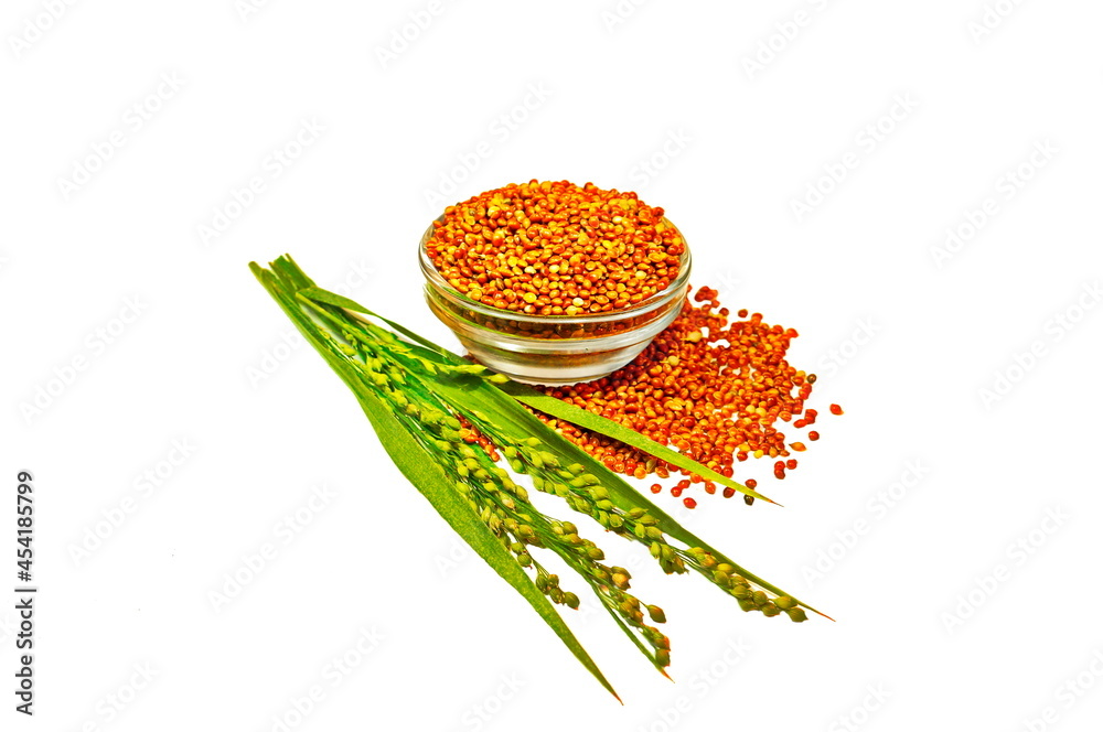 Panicum (panicgrass) is a large genus of about 450 species of grasses ...