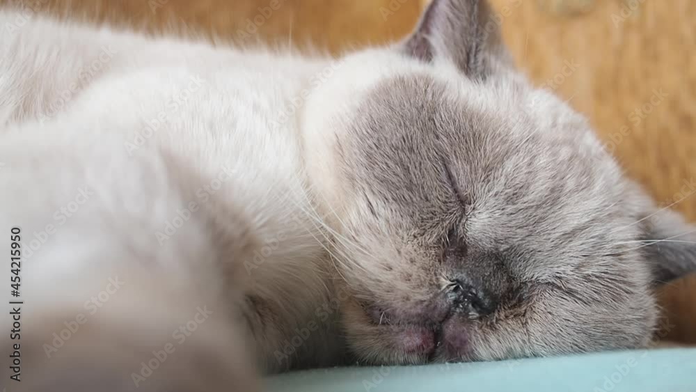 Sick cat nose with snot and discharge close up. snuffle and rheum cat ...