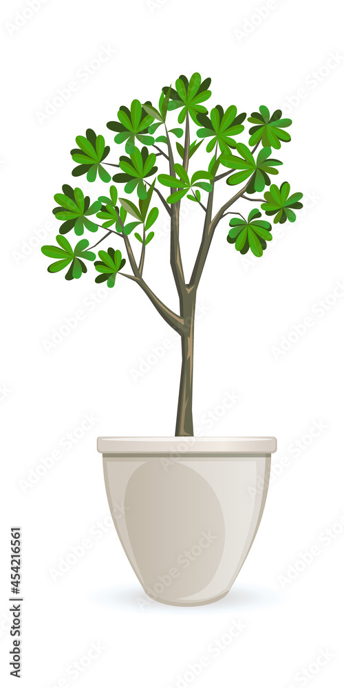 Decorative indoor tree in a pot. Potted tree. Realistic tree in a ...