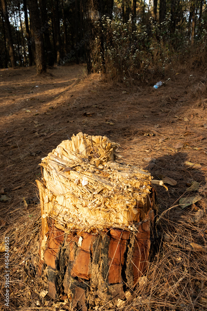 The cutting of the tree can lead to deforestation which could lead to ...