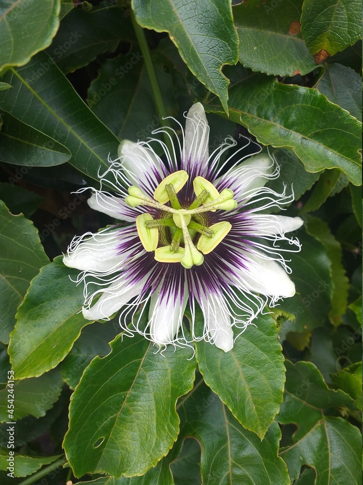 Passiflora edulis - Passionfruit Flower - Flor de Maracujá Stock Photo ...