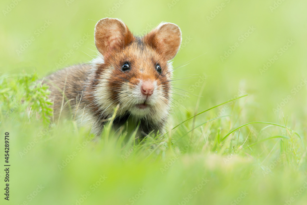 European hamster (Cricetus cricetus), with a beautiful green coloured ...