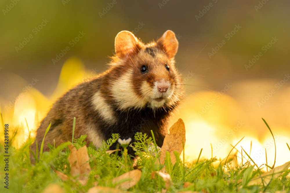 European hamster (Cricetus cricetus), with a beautiful green coloured ...