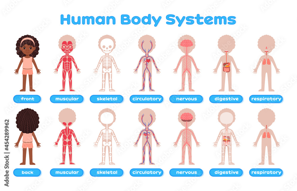 Cartoon Human Systems for Kids. Afro Black Girl. Silhouette of Child ...