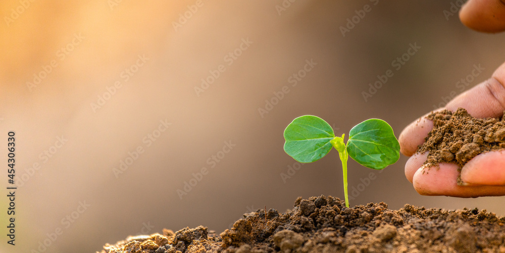 Growing plant or protecting environment. Sustainable environment ...