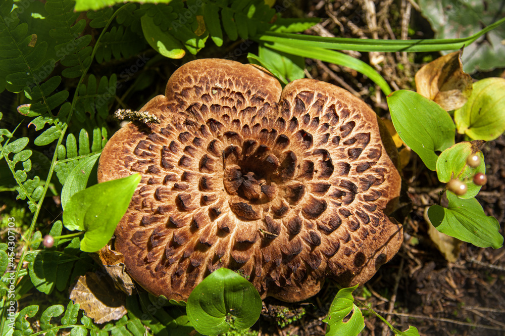 Brown large toadstool with interesting texture of mushroom's cap in ...