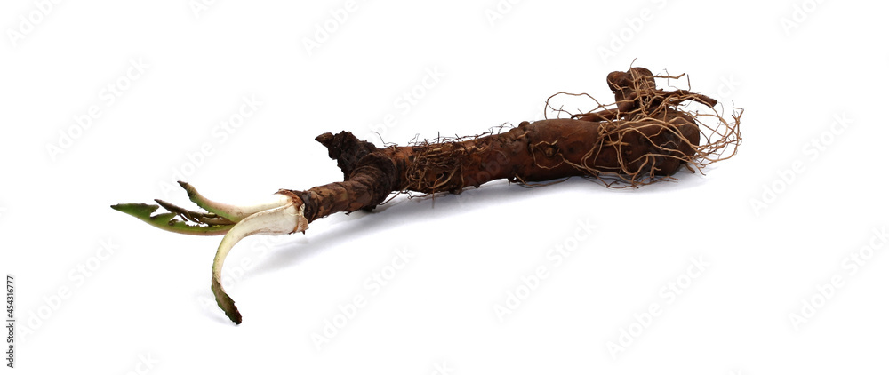 Whole dandelion plant with root isolated in white background Stock ...