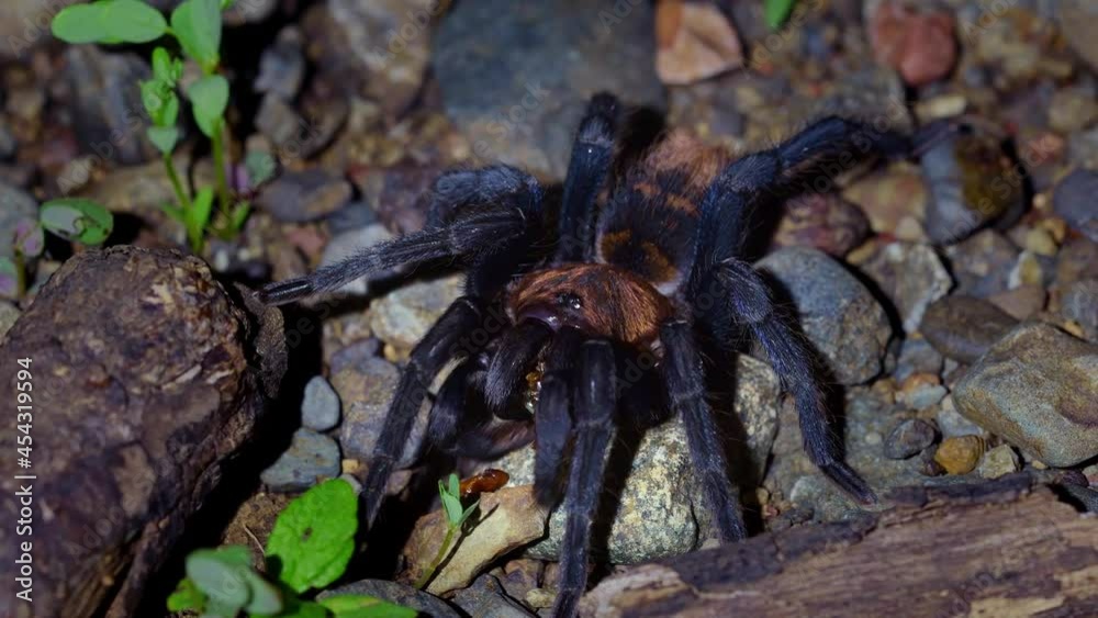 Costa Rican Suntiger Tarantula - Davus ruficeps is a species of spiders ...
