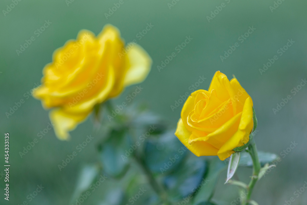 Yellow rose in outdoor rose flower garden. Yellow garden rose against ...