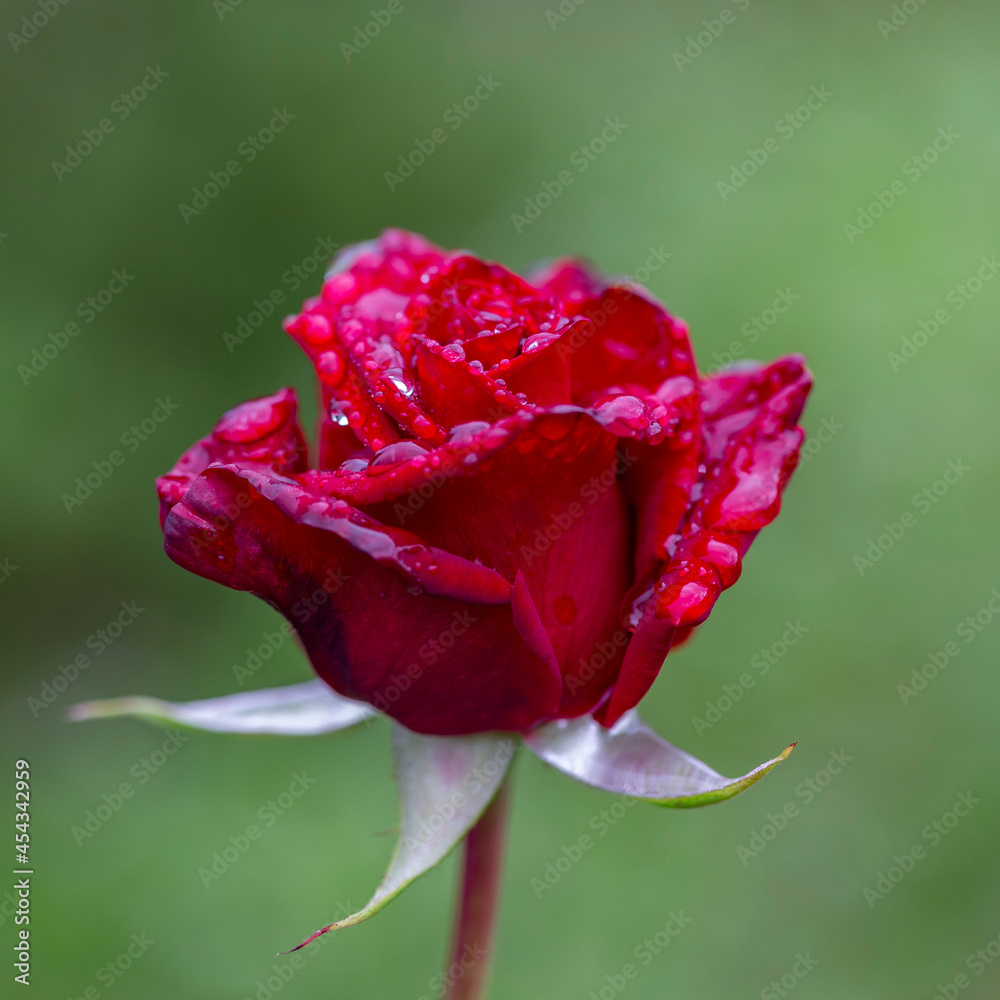Red rose in outdoor rose flower garden.The symbol of love and romantic ...