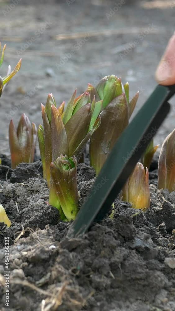 Gardener hands digging with shovel around Crown imperial or fritillaria ...
