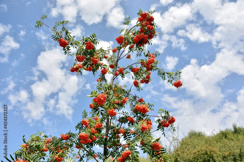Sorbus aucuparia, comúnmente llamado serbal de los cazadores, detalle ...
