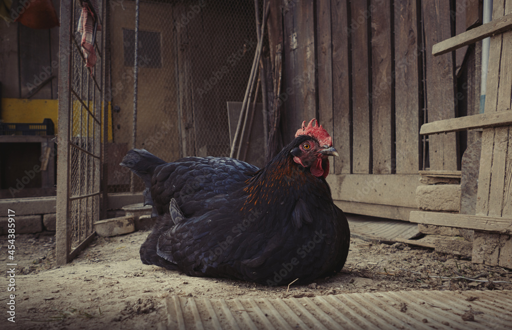 Hens feed on the traditional rural barnyard. Hen lying on the ground in ...