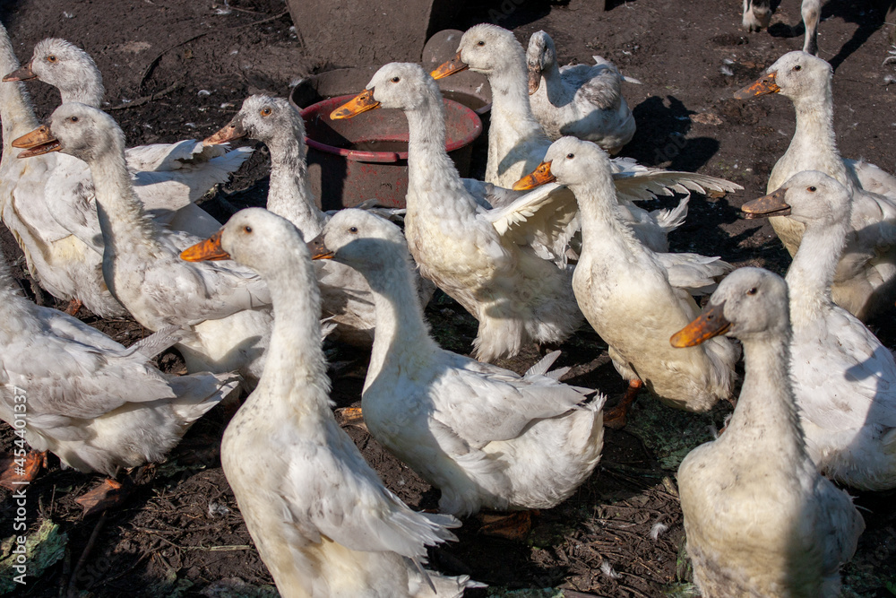 Domestic ducks on the farm. White ducks with orange beaks under the sun ...