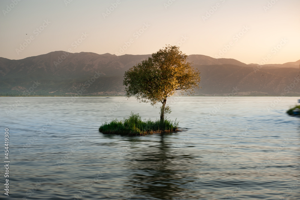 oak tree grew on the water among grass on the middle of the marivan ...