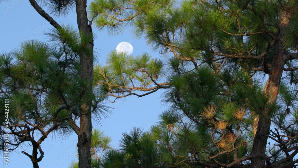 2021 - The moon moves across the sky as seen through pine trees. Stock ...