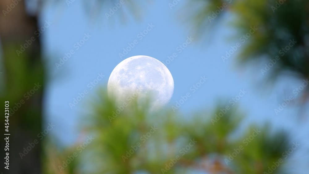 2021 - Close-up of the moon moving across the sky as seen through pine ...