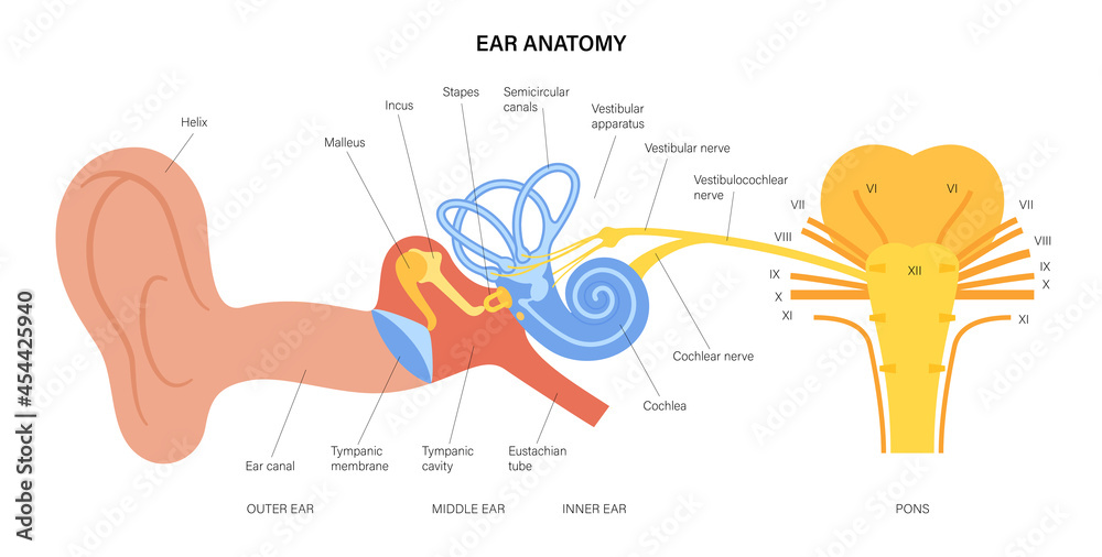 Ear anatomy diagram Stock Vector | Adobe Stock
