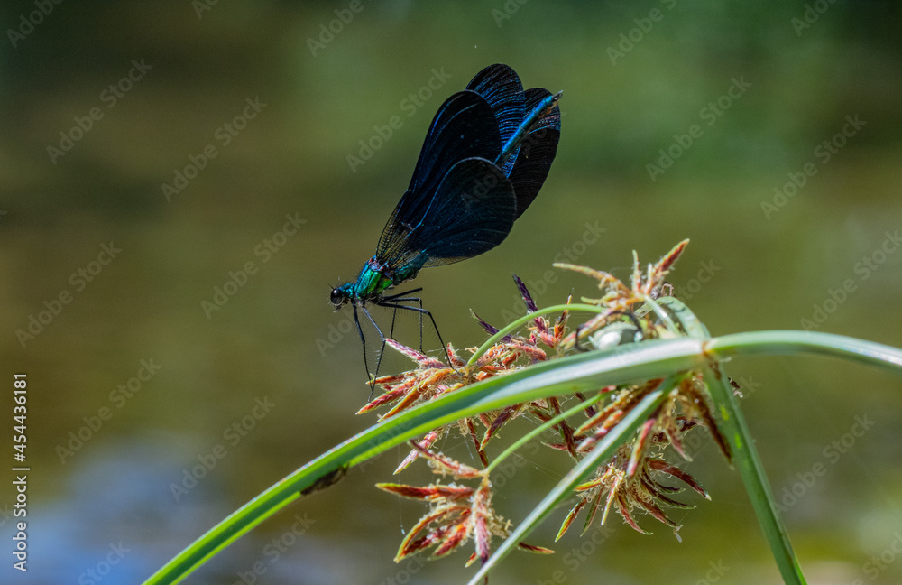 Fotografia do Stock: Caballito del diablo azul posado en una planta ...