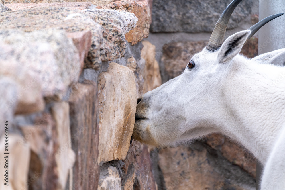 Mountain goat licks a brick wall at the summit of Mt Evans Scenic Byway ...