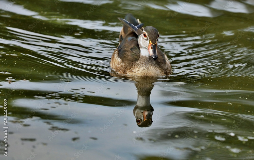 Wood Duck Prefer riparian habitats, wooded swamps and freshwater ...
