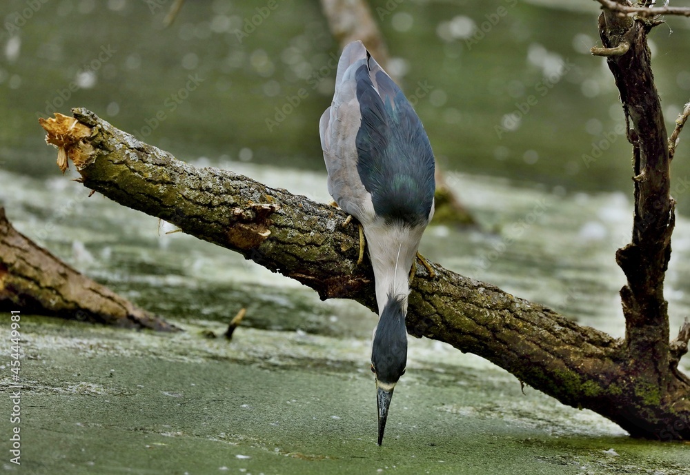 Black-crowned Night-Herons These social birds breed in colonies of ...