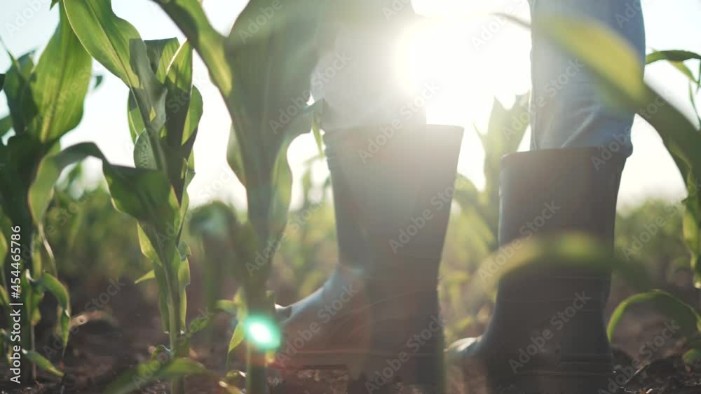 Agriculture. Farmer in rubber boots walk through corn field. Farmer ...