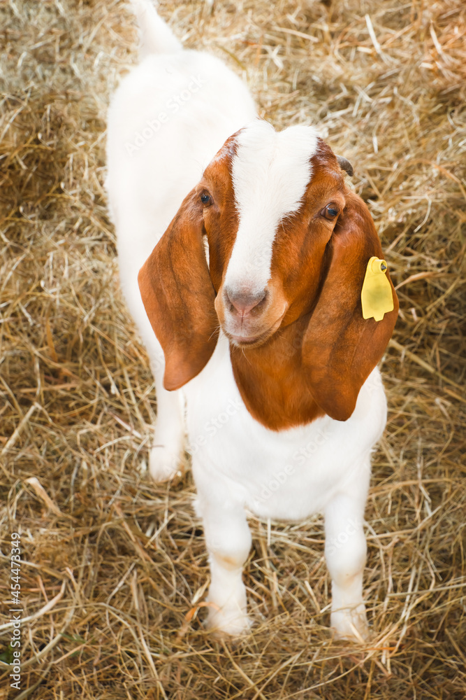 Boer Goat breeds Stock Photo | Adobe Stock
