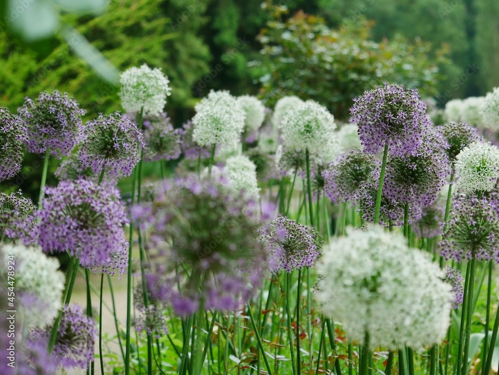 Foto de Much different sharpness and blurring areas give the picture ...