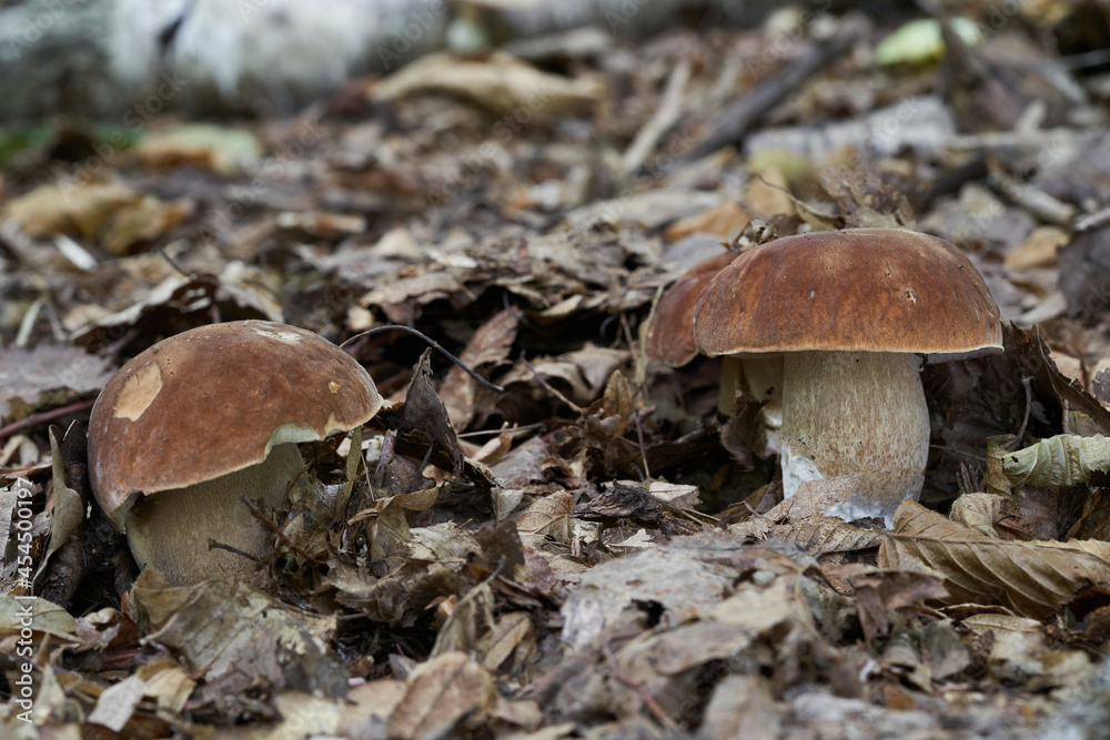 Edible mushroom Boletus reticulatus in deciduous forest. Known as ...