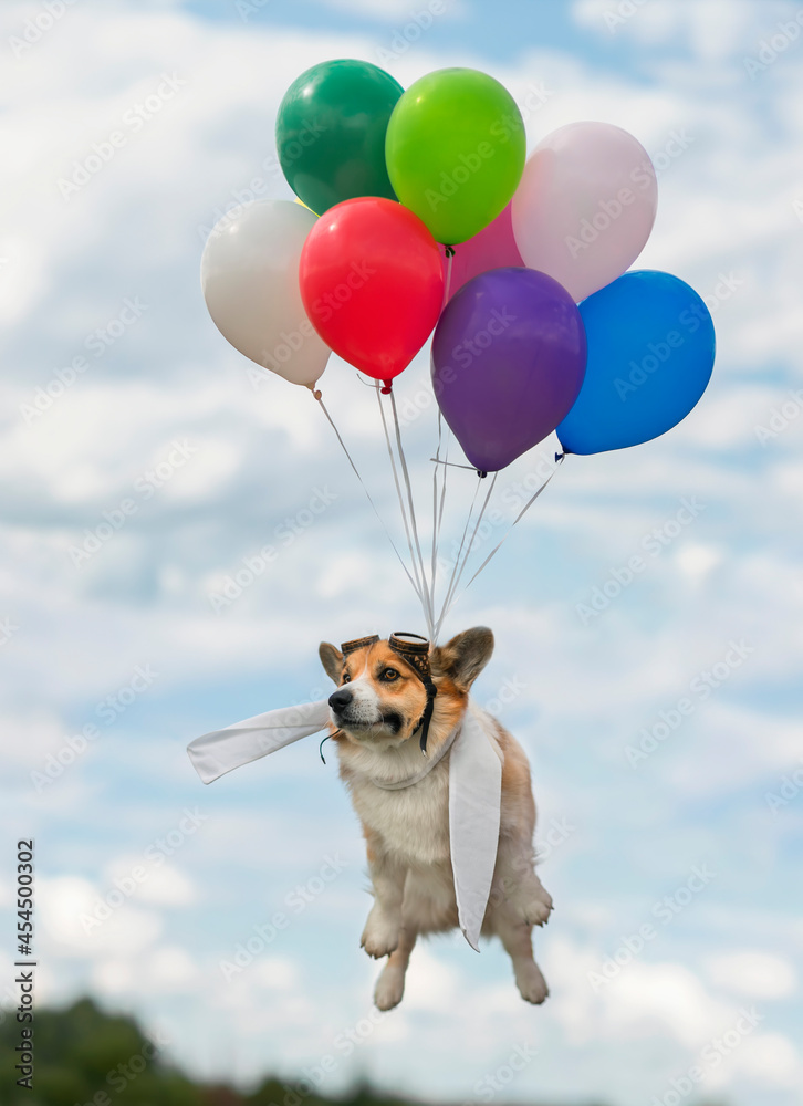 cute corgi dog in a pilot costume flies balloons high in the blue sky ...