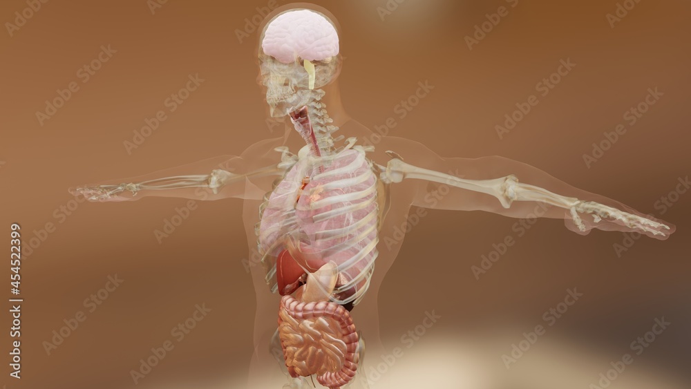 3d illustration of Human anatomy, muscles, organs, bones. Creative ...
