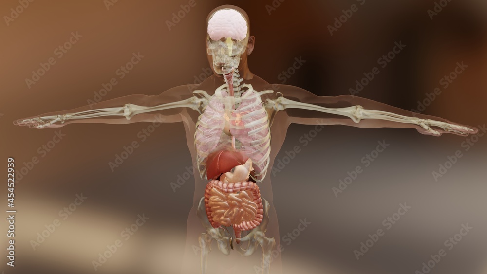 3d illustration of Human anatomy, muscles, organs, bones. Creative ...