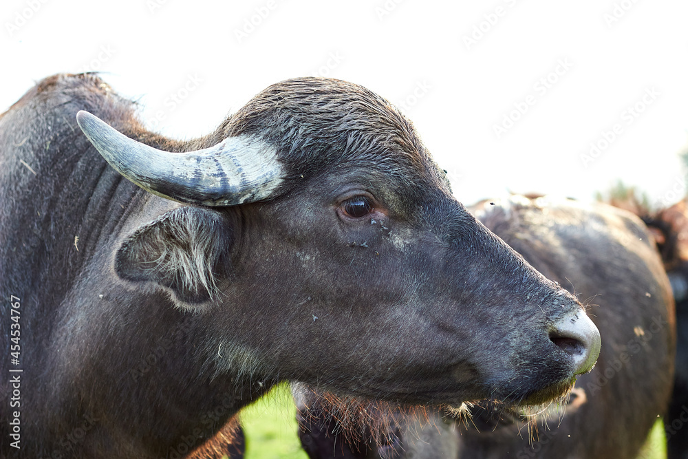 Water buffalo (Bubalus bubalis) muzzle. Closeup portrait. Buffalo ...