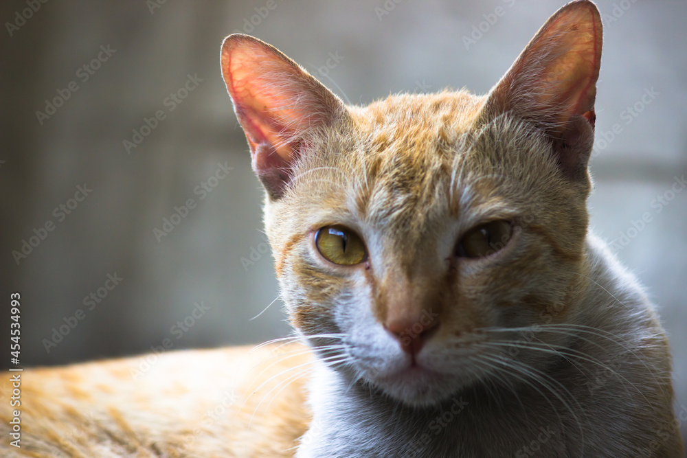 Portrait of cute looking Cat with Yellow eyes and whiskers, nice Soft ...