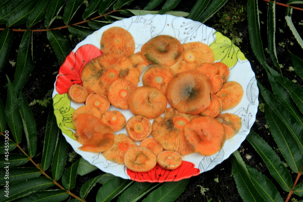 Raw Saffron milk cap mushrooms on a plate. Edible autumn mushroom ...