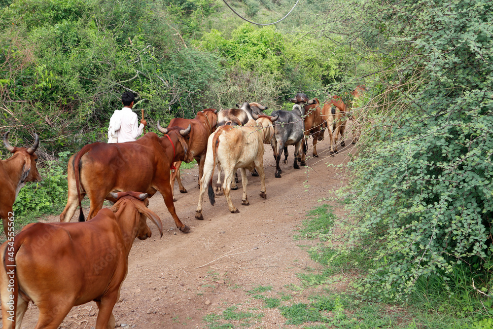 Indian Gir Cow Captured at Gir forest Gujarat India Stock Photo | Adobe ...