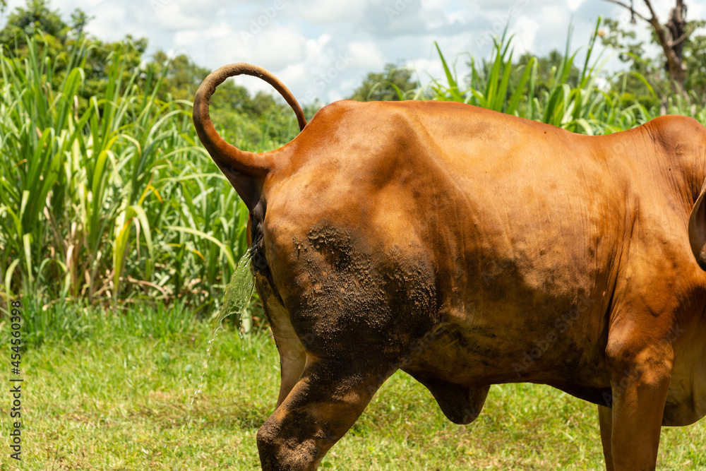 Brown cow peeing on green grass field, Cow is urinating by raising her ...